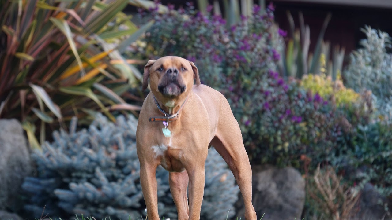 BARKING DOG TIME LAPSE - YouTube