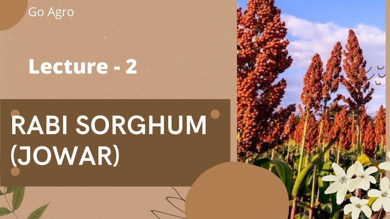 CROP PRODUCTION TECHNOLOGY - II (Rabi Crop ) | Lecture -2 Rabi Sorghum ...