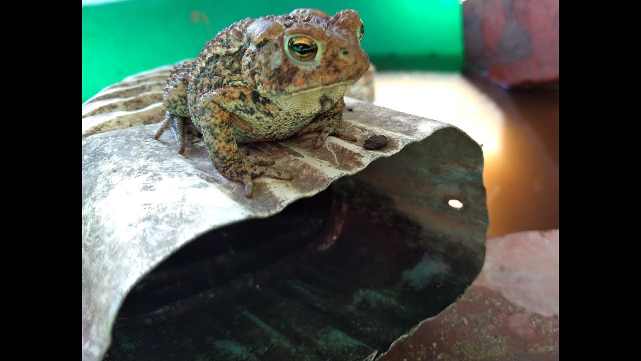 Toad Olympics | Part 3 - The Prison Escape - YouTube