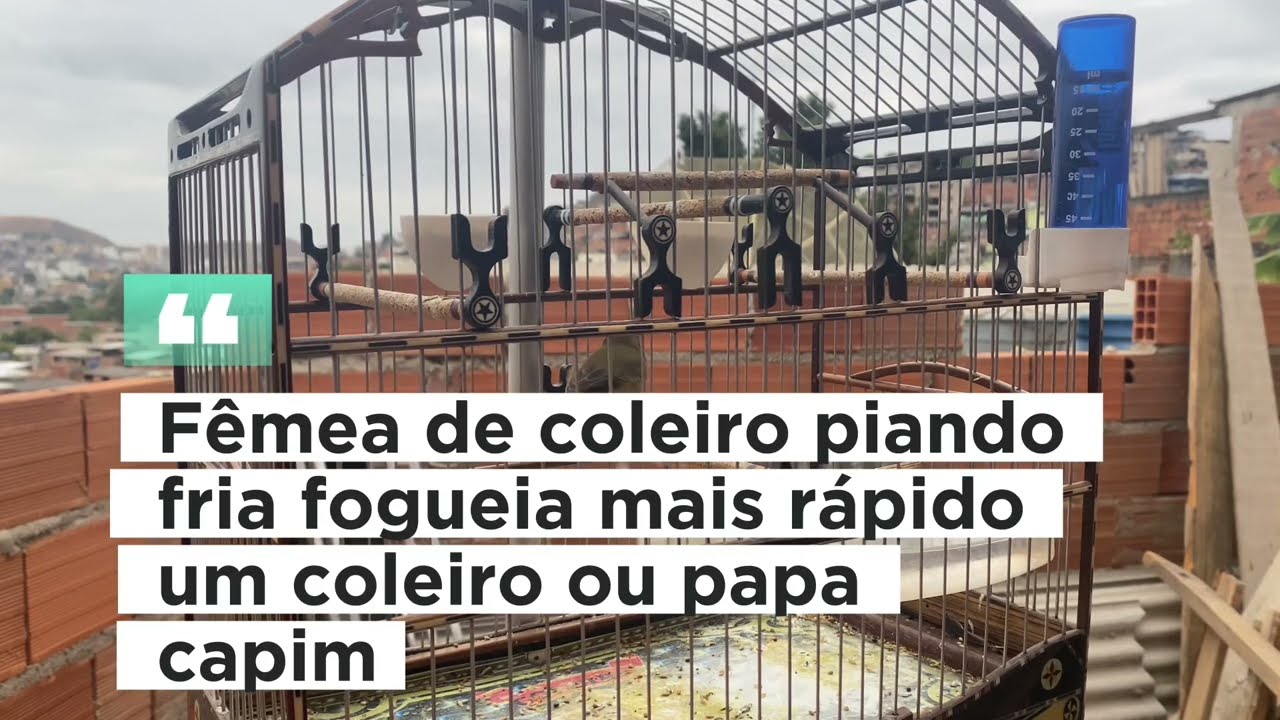 Fêmea de coleiro chamando e piando muito femea fria luxo foguear e ...