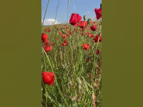 Mohnblumenwiese - YouTube