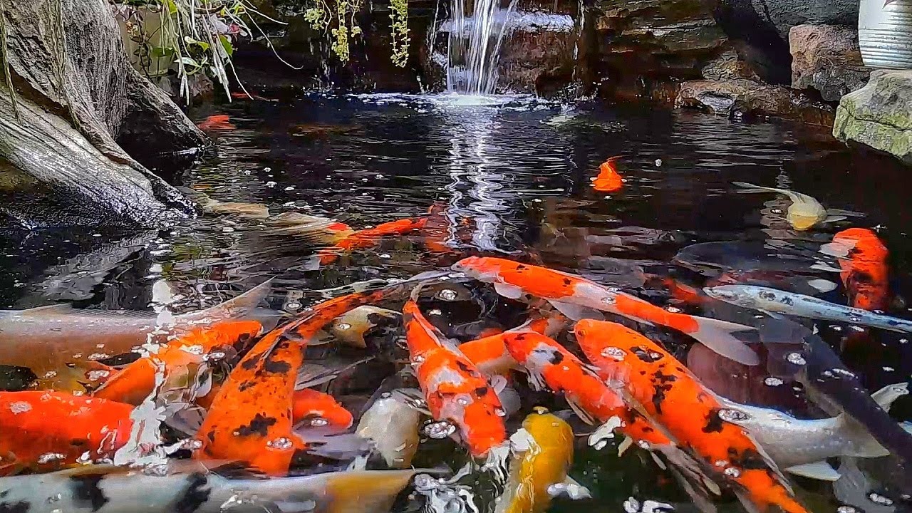 KOI FISH POND RELAXING | FHD 60FPS FREE STOCK VIDEO NO COPYRIGHT ...