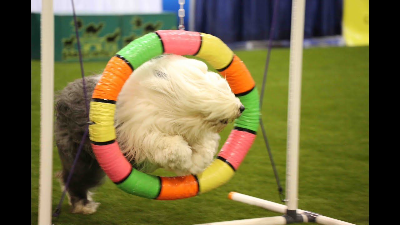 Amazing Dog Tricks from the Talented Team at WoofJocks - YouTube