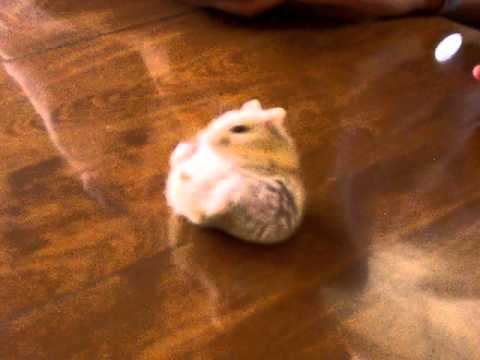 The Fat Hamster - YouTube