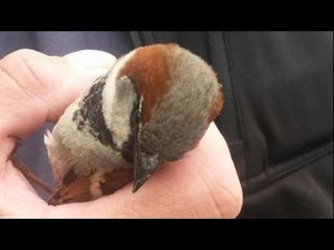 Bird Rescue - YouTube
