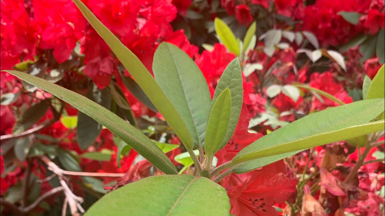 Lali guras japan ma national flower of. Nepal thank you sendai - YouTube