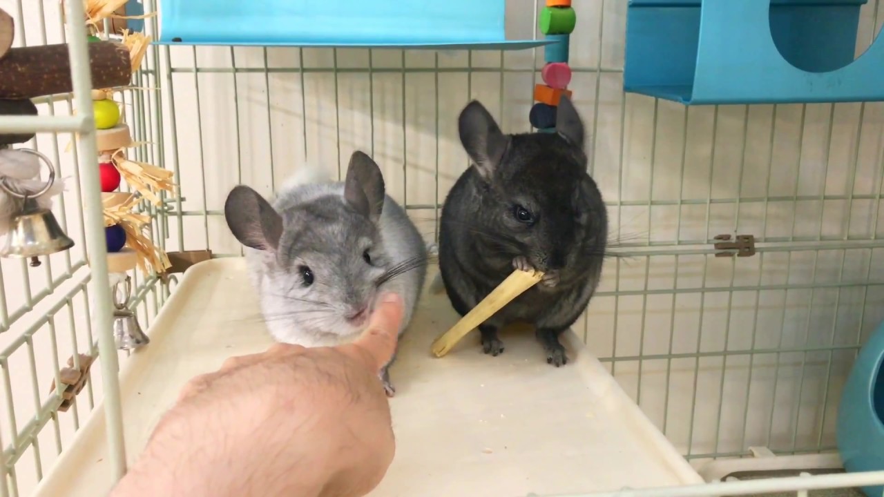 Sóc Chinchilla ở Việt Nam | Chinzilla's Palace - YouTube