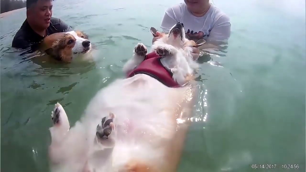 Lovely Corgi Compilation / Funny Corgi Videos - YouTube