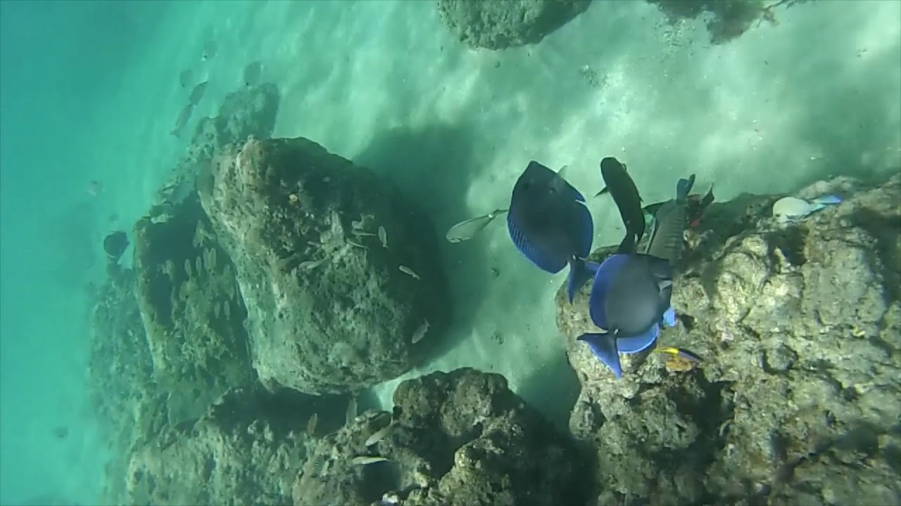 Turtle Reef Deerfield Beach - YouTube