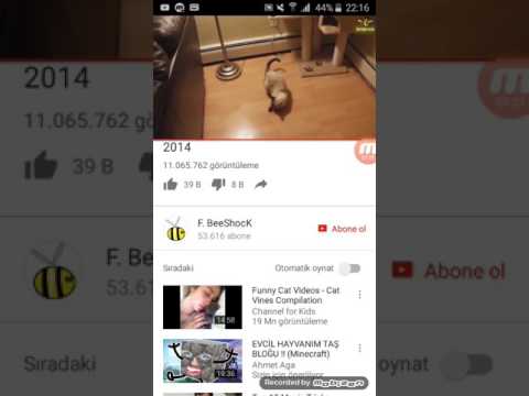 Kedi failleri 2