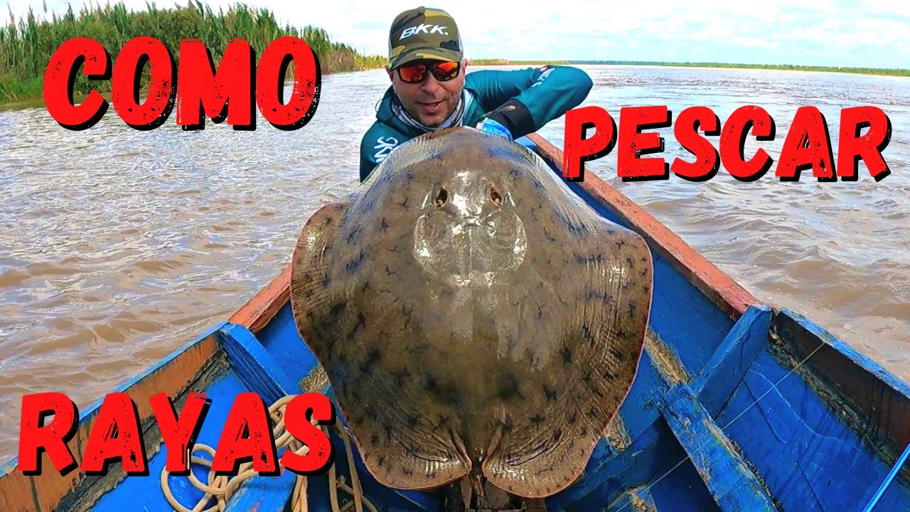 ☑️ Como pescar raya de rio, pesca con carnada - YouTube