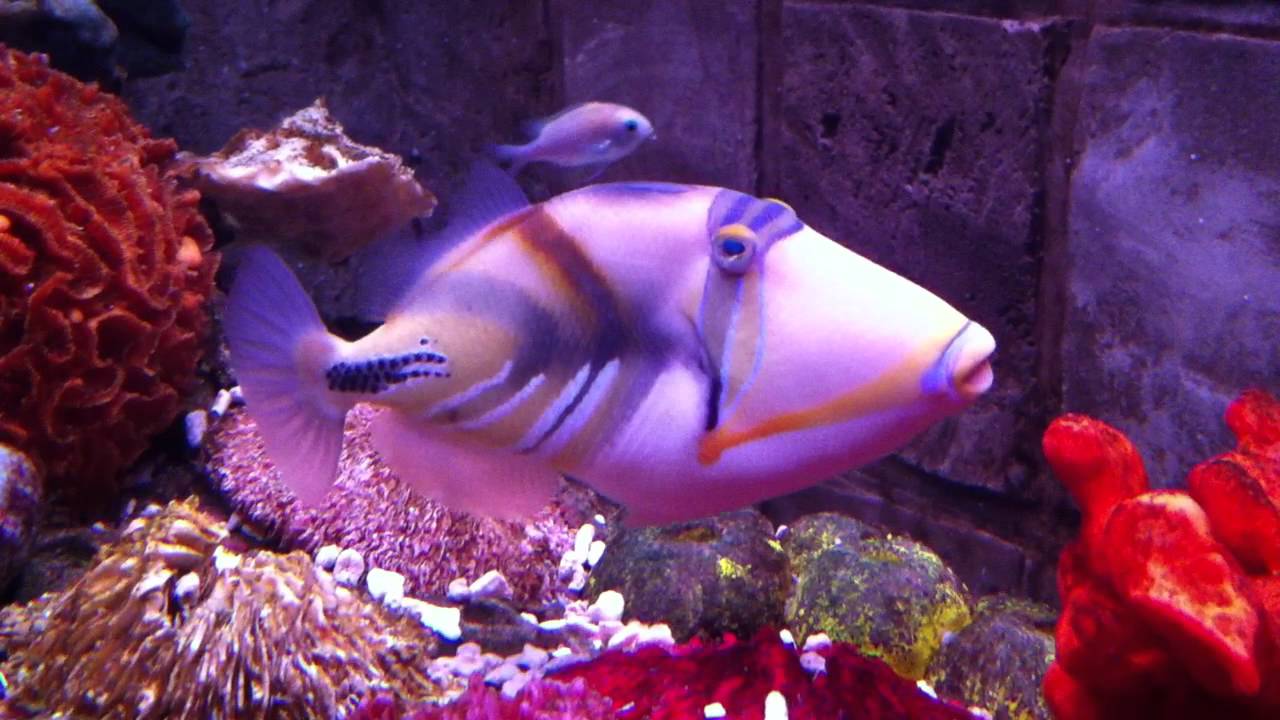 fish DINGLE OCEANWORLD, Ireland - YouTube