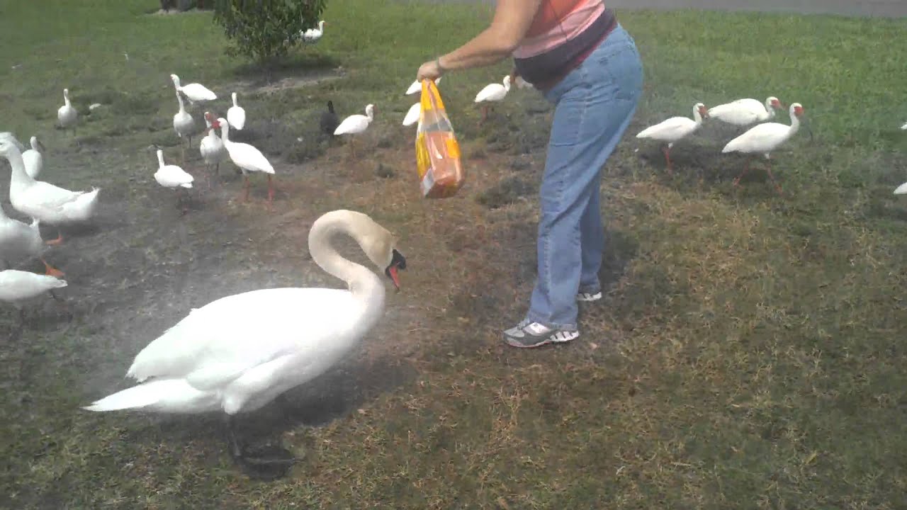 Vicious Swan - YouTube