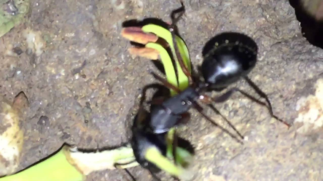 The big monster ants - YouTube