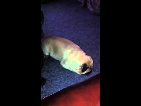 Pug scared by fart - YouTube