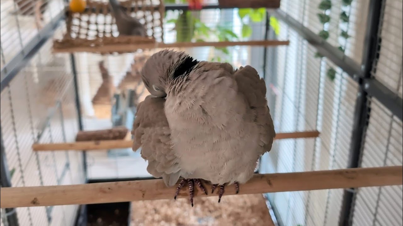 Petdove Skippy preening and cleaning himself after his bath (ringneck dove) - YouTube