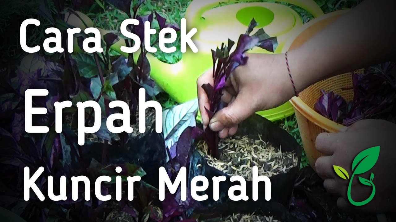 Cara Stek Tanaman Hias Erpah Kuncir Merah Budidaya Bayam Merah ...