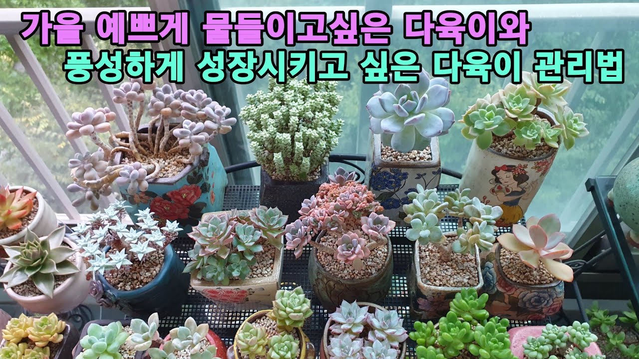 다육이♡ 가을 예쁘게 물들이고싶은 다육이와 풍성하게 성장을 시키고싶은 다육이 관리법💓💓 Youtube