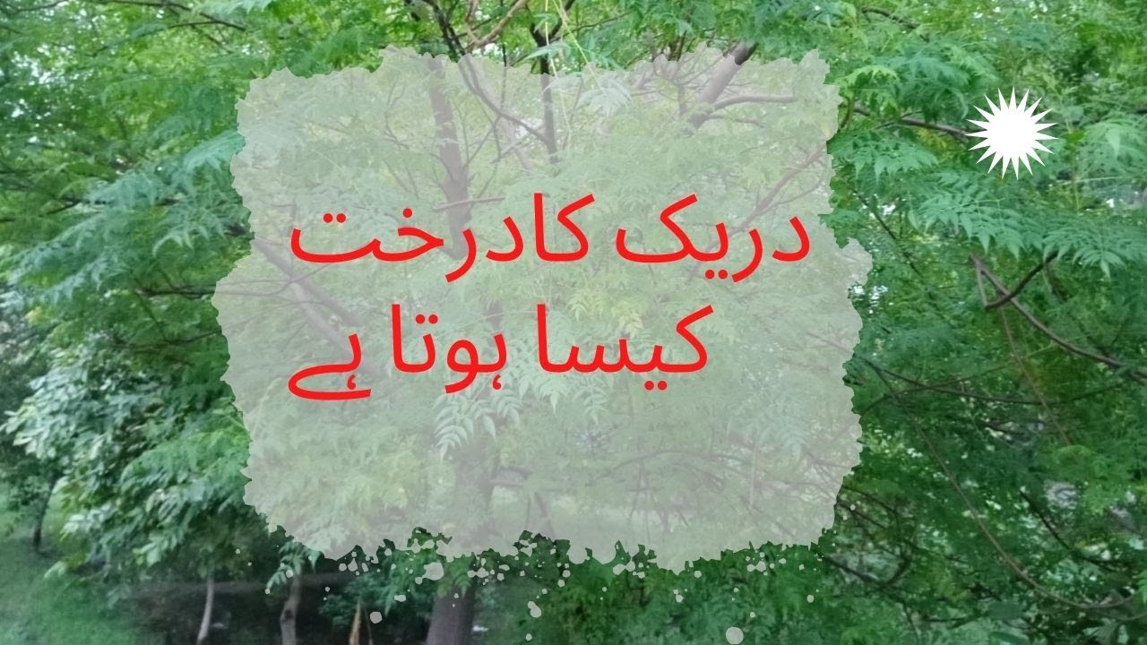 Dharaik Tree II Advantage of Dharaik, Draik Tree II Difference between ...