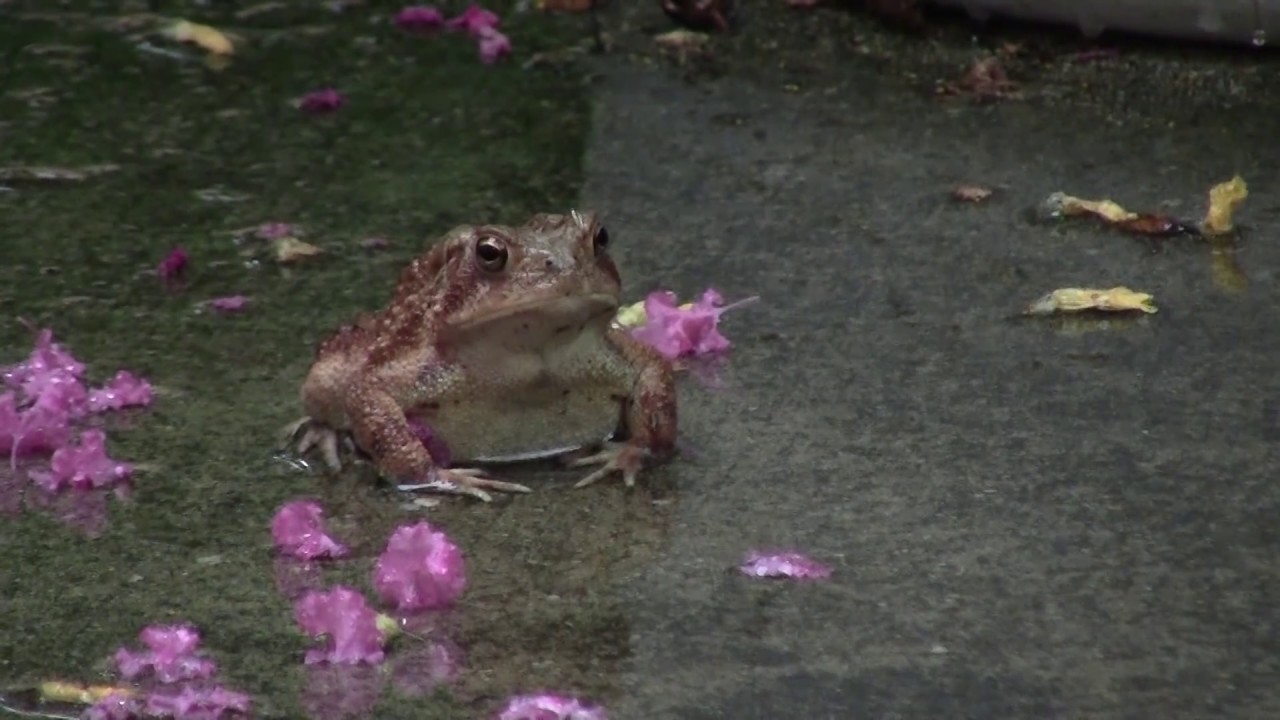 Toad eating flower petals in the rain | HD Macro - YouTube