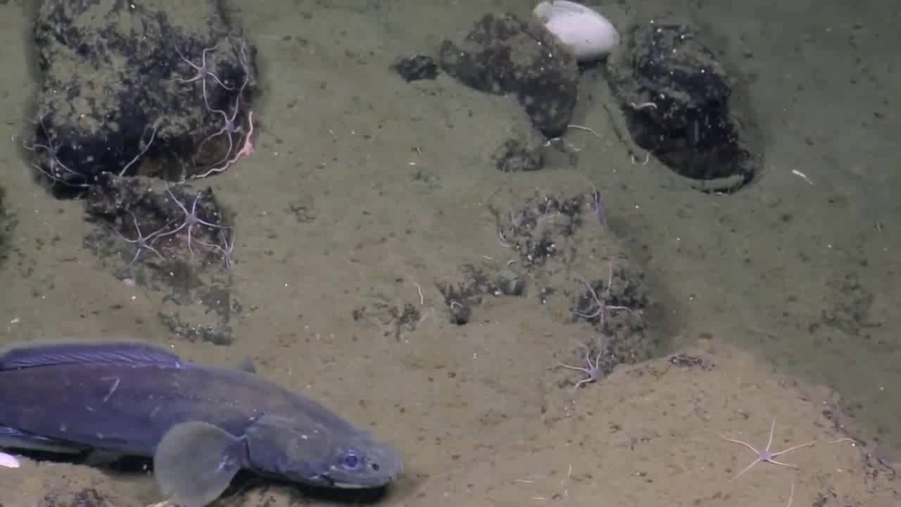 Denizens of the Deep: Rattail Fish (Grenadier) | Nautilus Live - YouTube