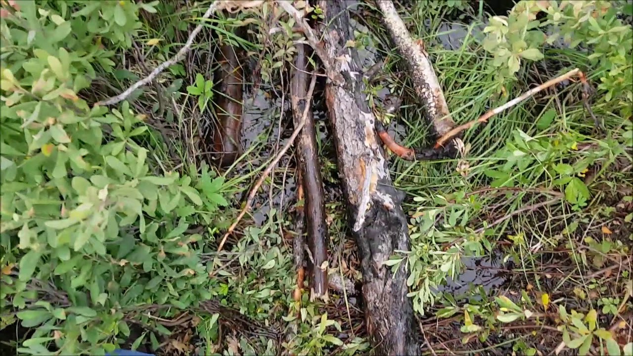 Pike's Portage (Ka a Ku) from Harry Lake to Great Slave Lake - YouTube