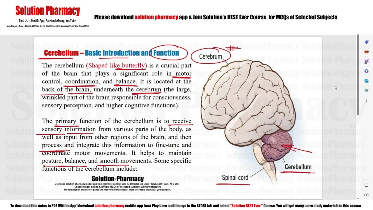 Cerebellum Function And Location