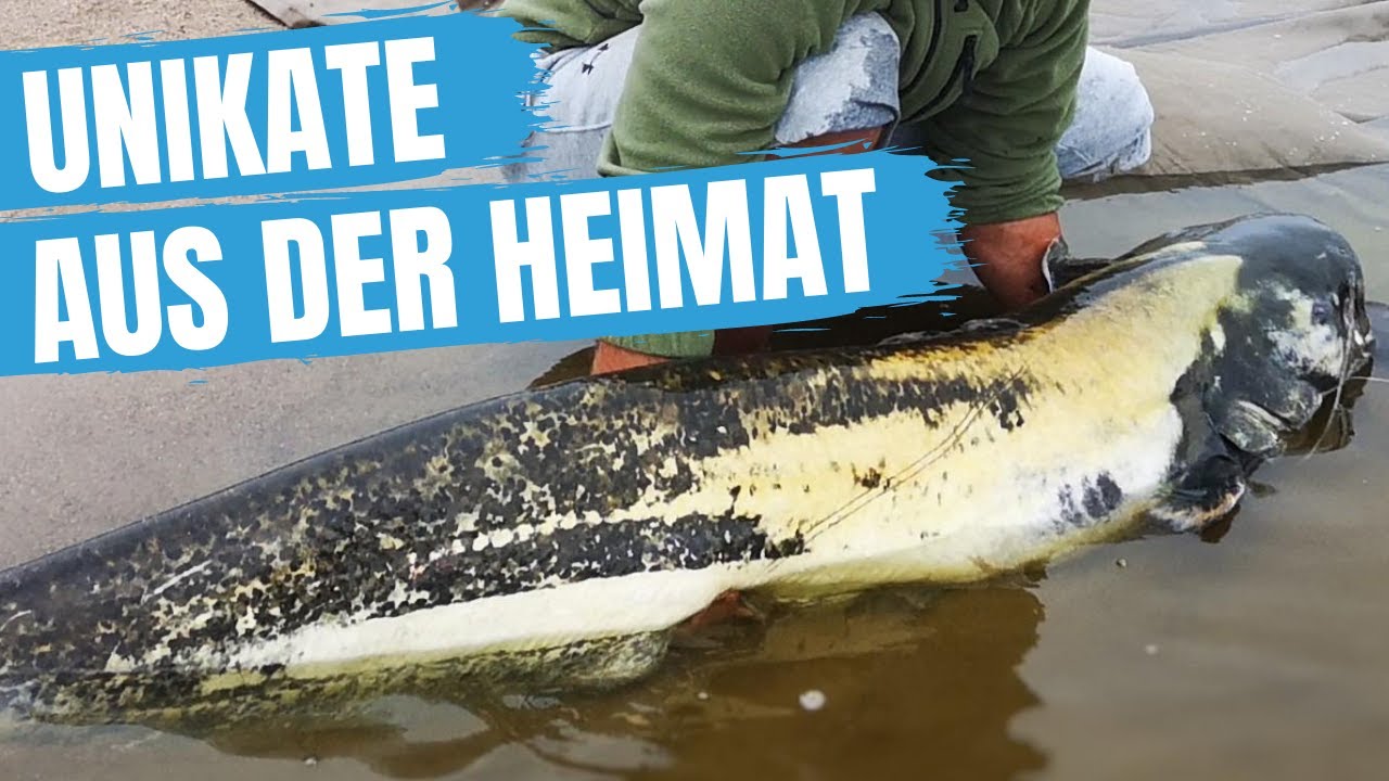 Mandarin Waller in Deutschland? | Bungee Rig | 2x 2m + MEDUZA RIG mit ...