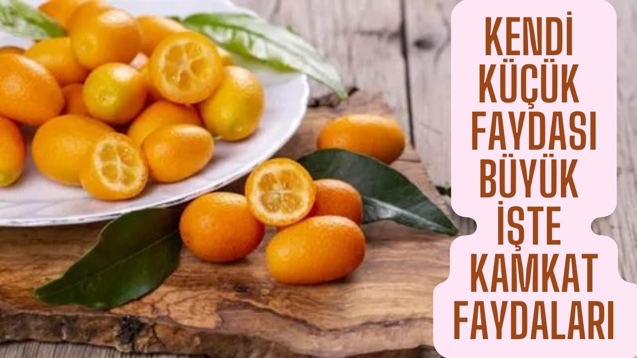 KAMKAT (KUMKUAT) FAYDALARI NELERDİR/KAMKAT (KUMKUAT) NE İŞE YARAR ...