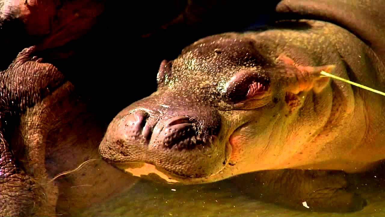 Los Angeles Zoo Welcomes Baby Hippo Born to Mom on Birth Control - YouTube