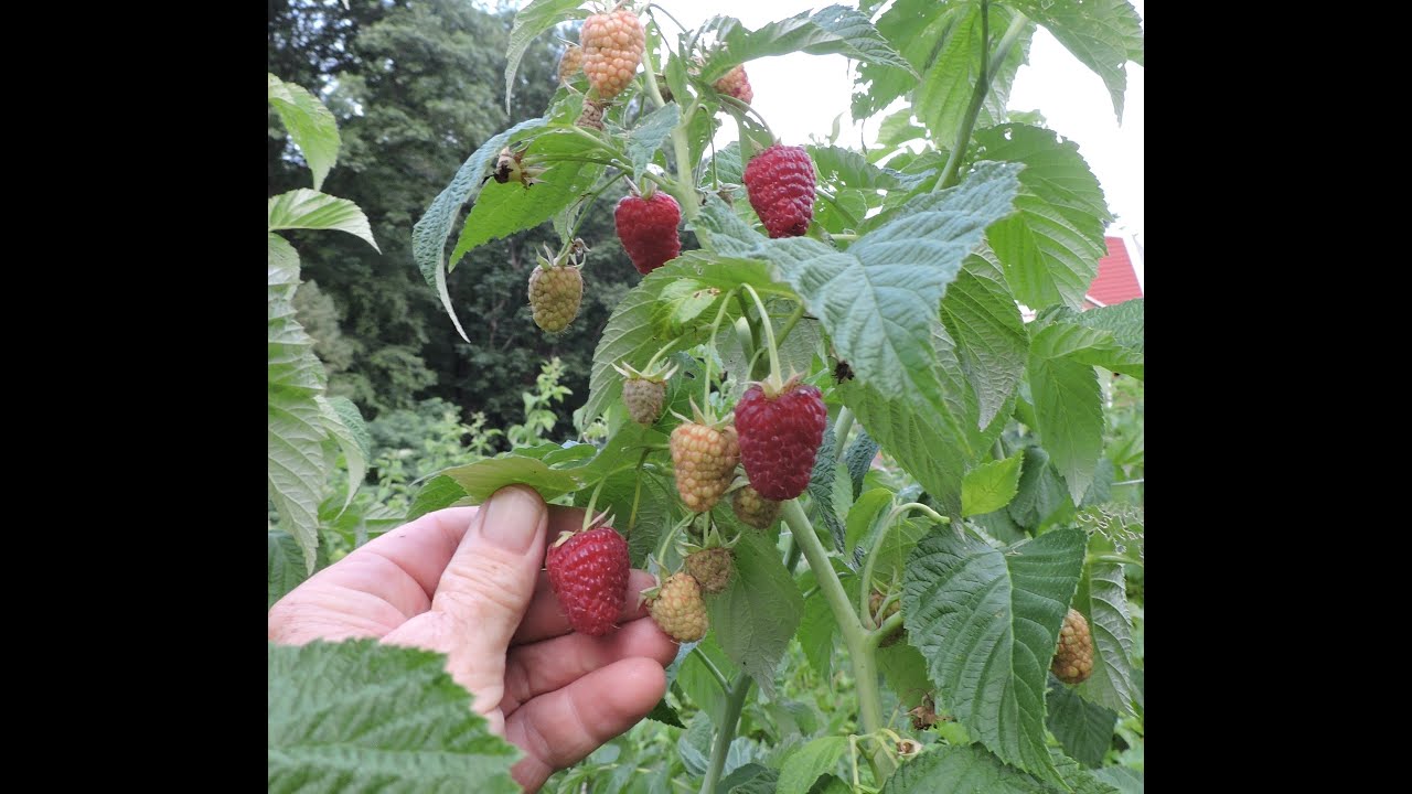 JOAN J. EVER-BEARING RED RASPBERRY MAINTENANCE - YouTube