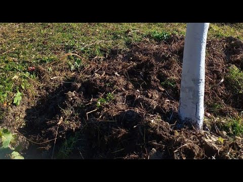 रूट रौट से बचाव के लिए तौलिया ऐसे बनाएं | Root Rot Treatment ...