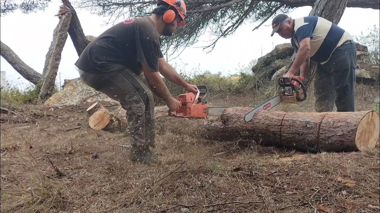 Remoção de pinheiro morto.Mais um picanso épico Husqvarna e STIHL ...