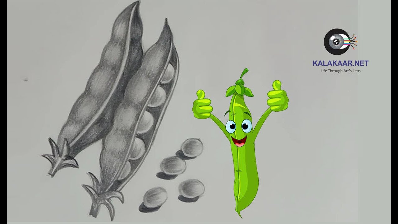 How to draw Peas / Easy step by step with shading - YouTube