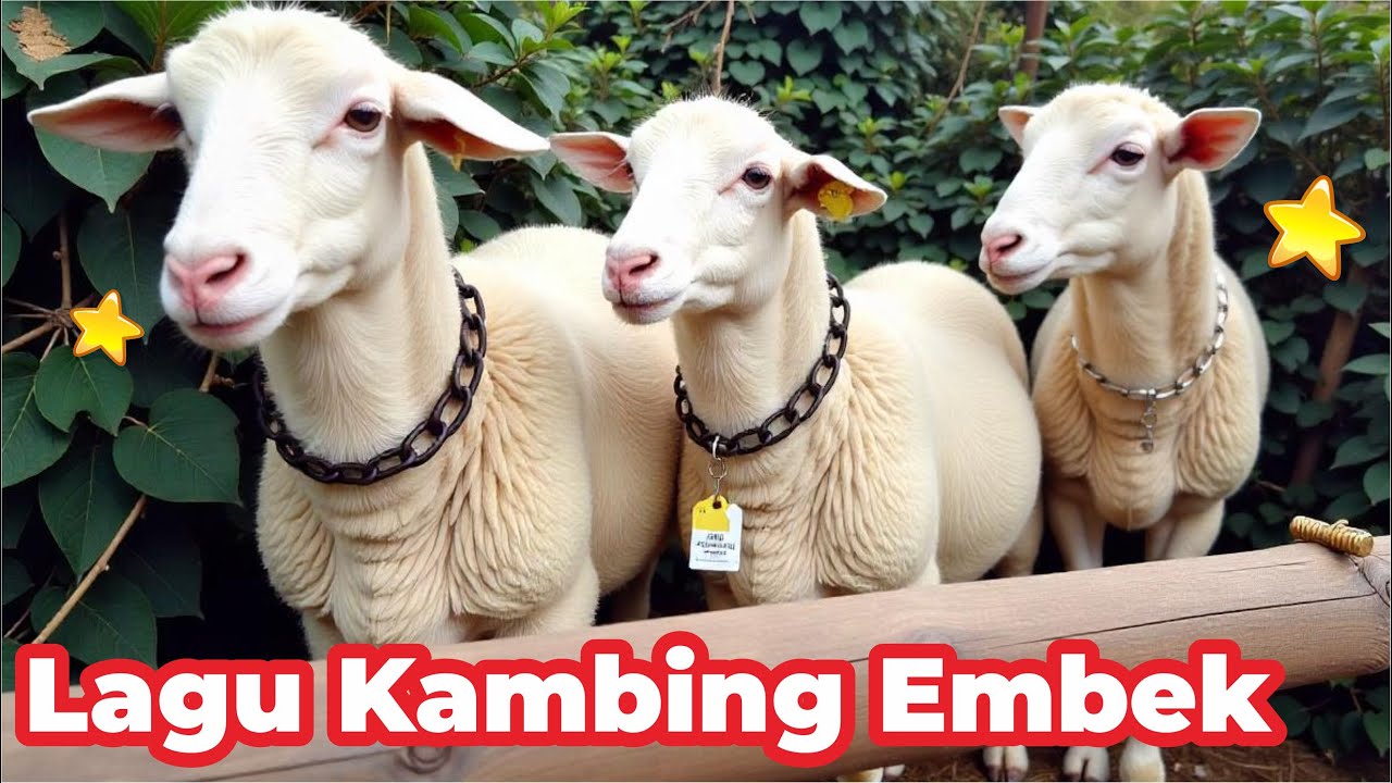 KAMBING , SAPI , KAMBING LUCU JOGET , EMBEK , KAMBING EMBEK-EMBEK ...
