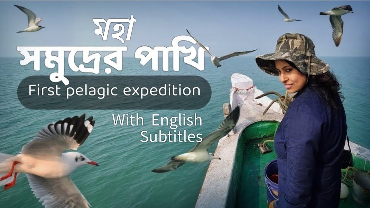 Pelagic Birding Trip | Sea Birds | Pelagic Trip Bakkhali | Frasergunj ...