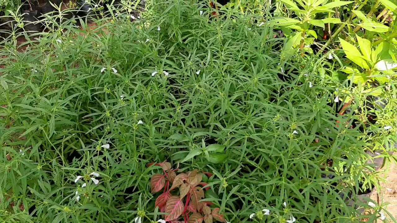 Thumbai Poo in medicine plants - YouTube