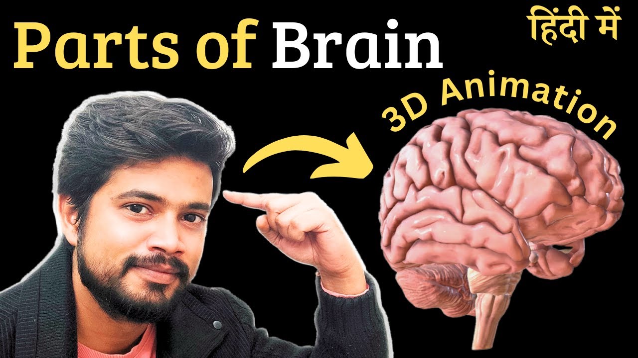 Parts of brain 3D in Hindi , Anatomy and physiology - YouTube