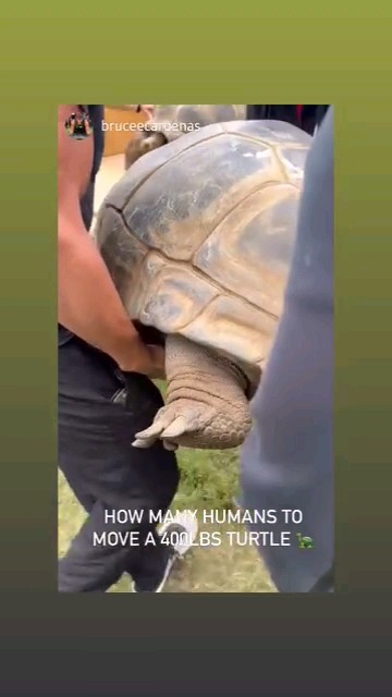 How to Lift a 400 Pound Turtle? #tortoise #reptile #strength # ...