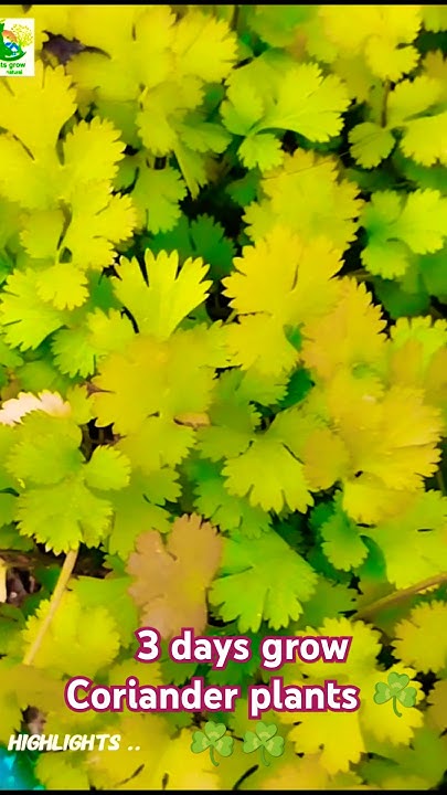 3 days grow coriander plants ☘️☘️☘️ grow natural #grow #garden #coriander #corianderleaves # ...