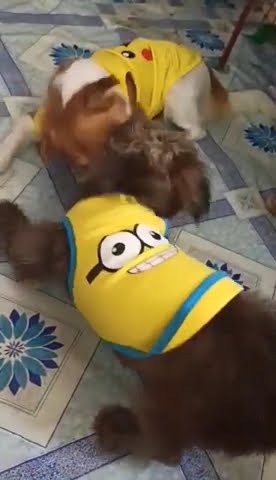 Minion vs Pikachu 😜😜 - YouTube