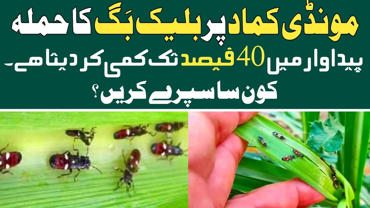 How To Control Black Bug From Sugarcane Crop | Best Insecticide For ...