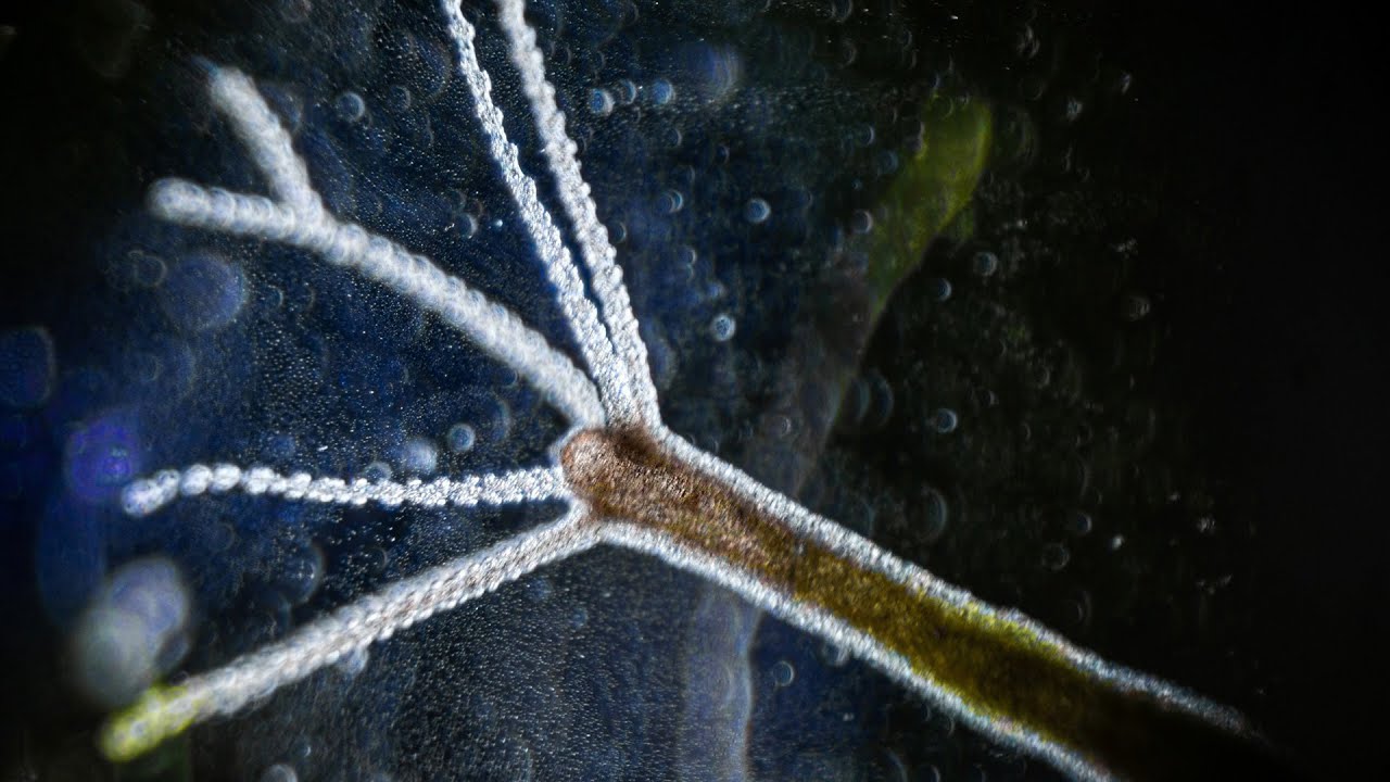 Fasciner pour préserver | Léa Collober - YouTube