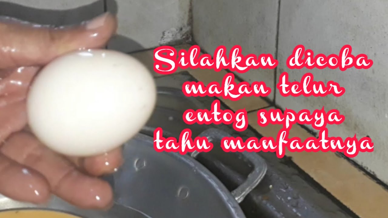 Manfaat dan Khasiat Telur Entog - YouTube
