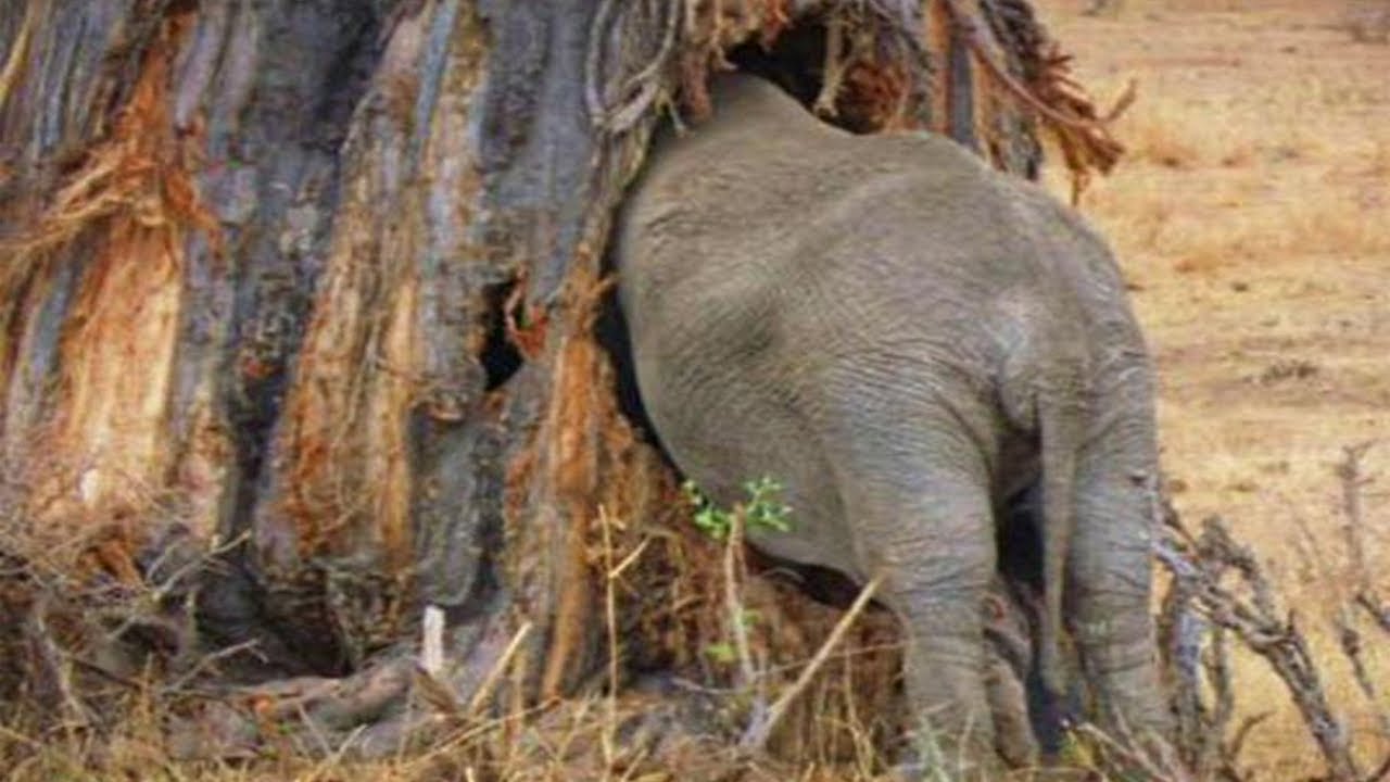 Reasons Why Elephants Destroy Trees! - YouTube