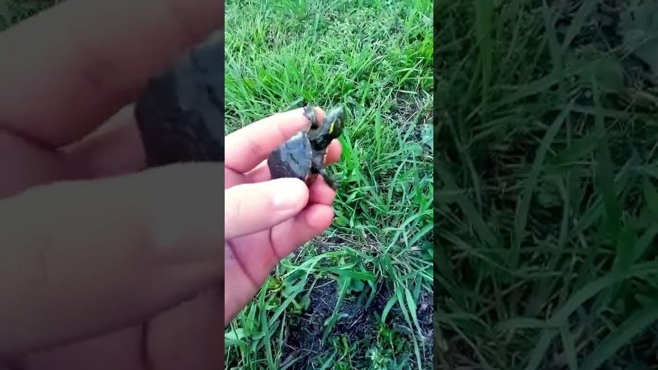 baby river cooter turtle - YouTube
