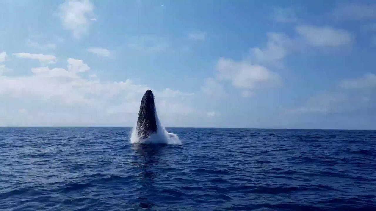 Humpback Jump || ViralHog - YouTube