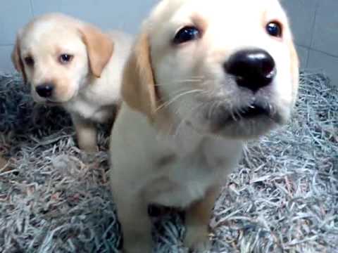 Labrador video 2-12-11 Dogcenter