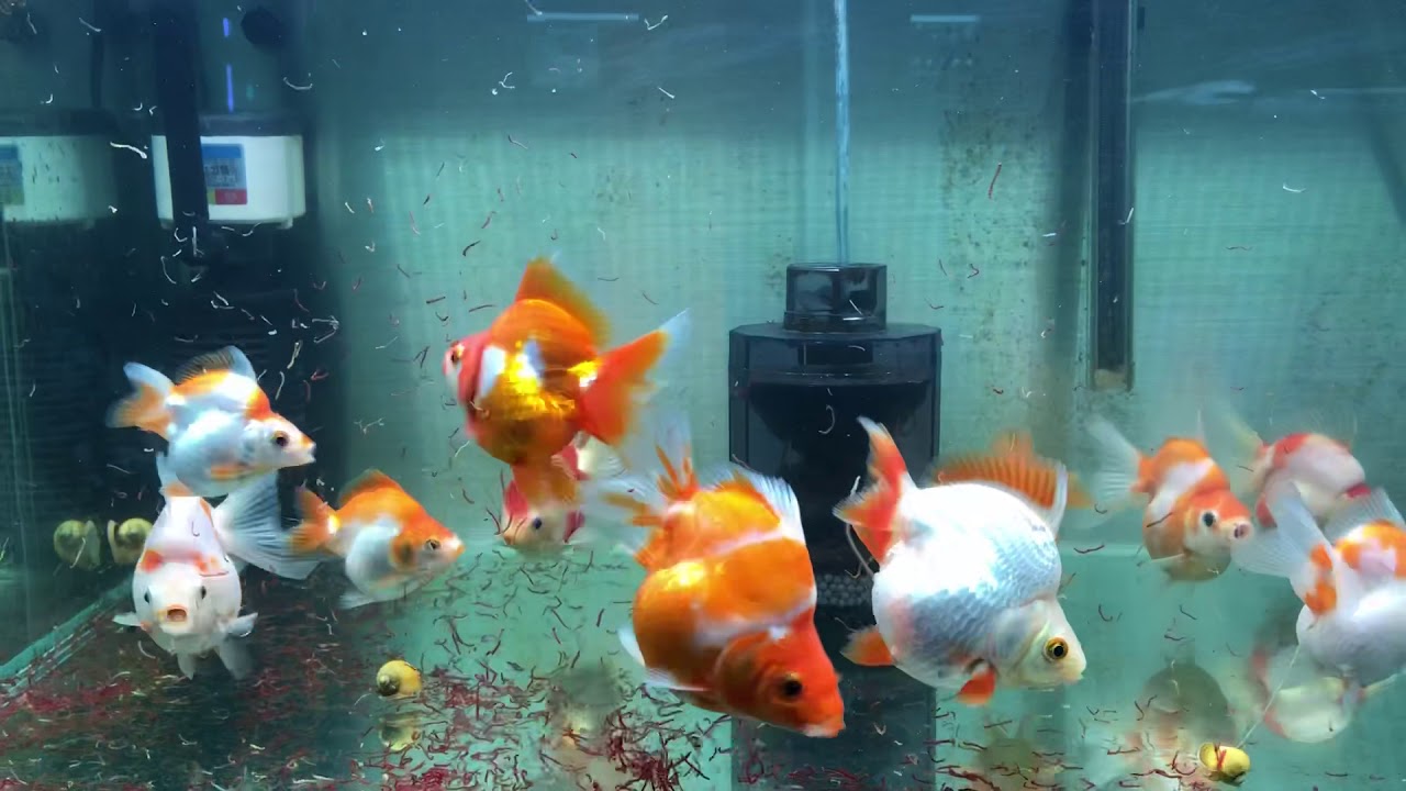 Korean goldfish ryukin - YouTube