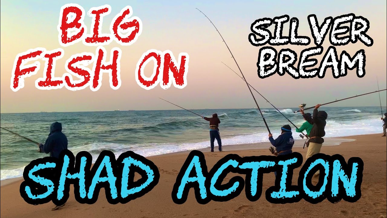 Big Fish Shad Fish Silver Fish Umdloti Beach Durban South Africa - YouTube